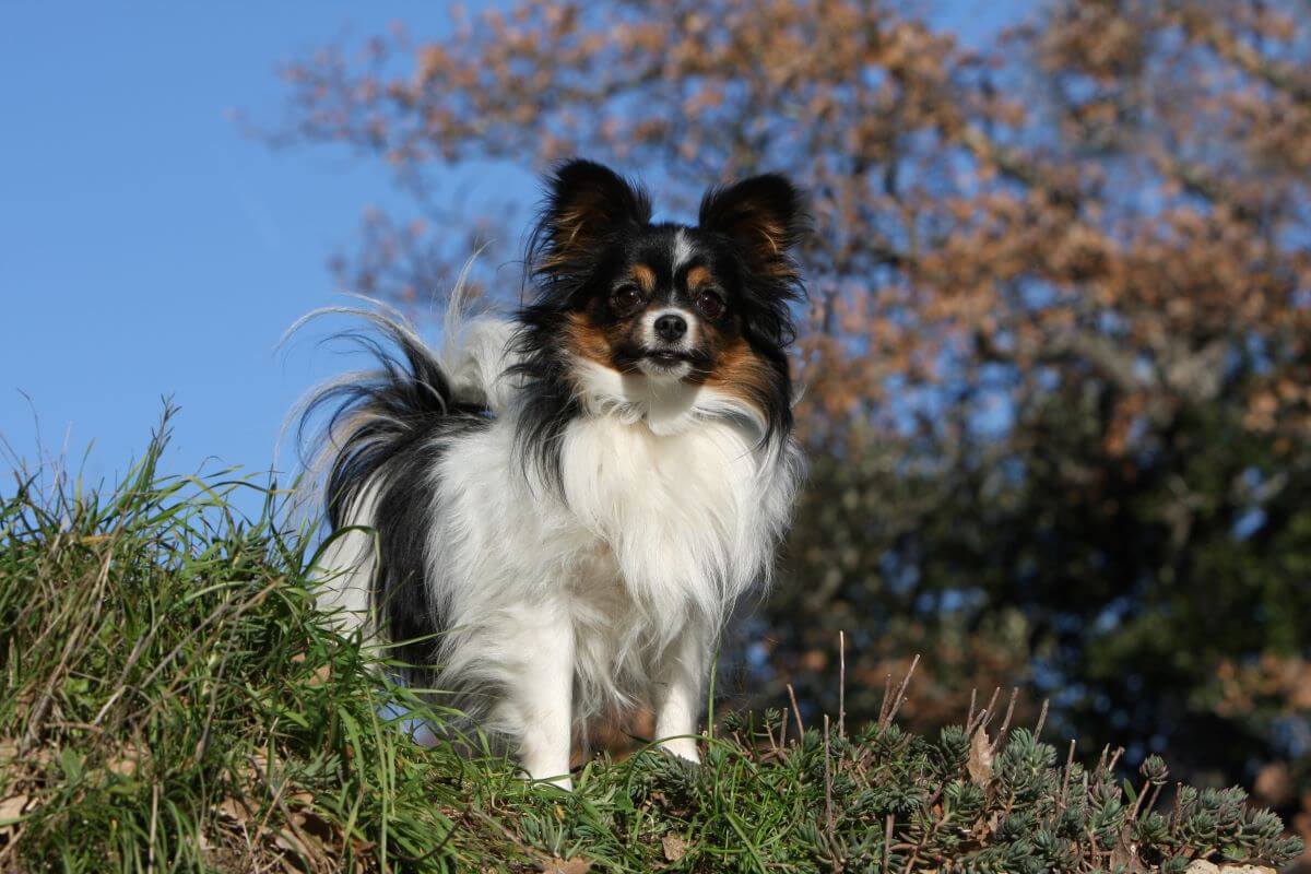 Der Papillon Zwergspaniel - ein Hund zum lieben!