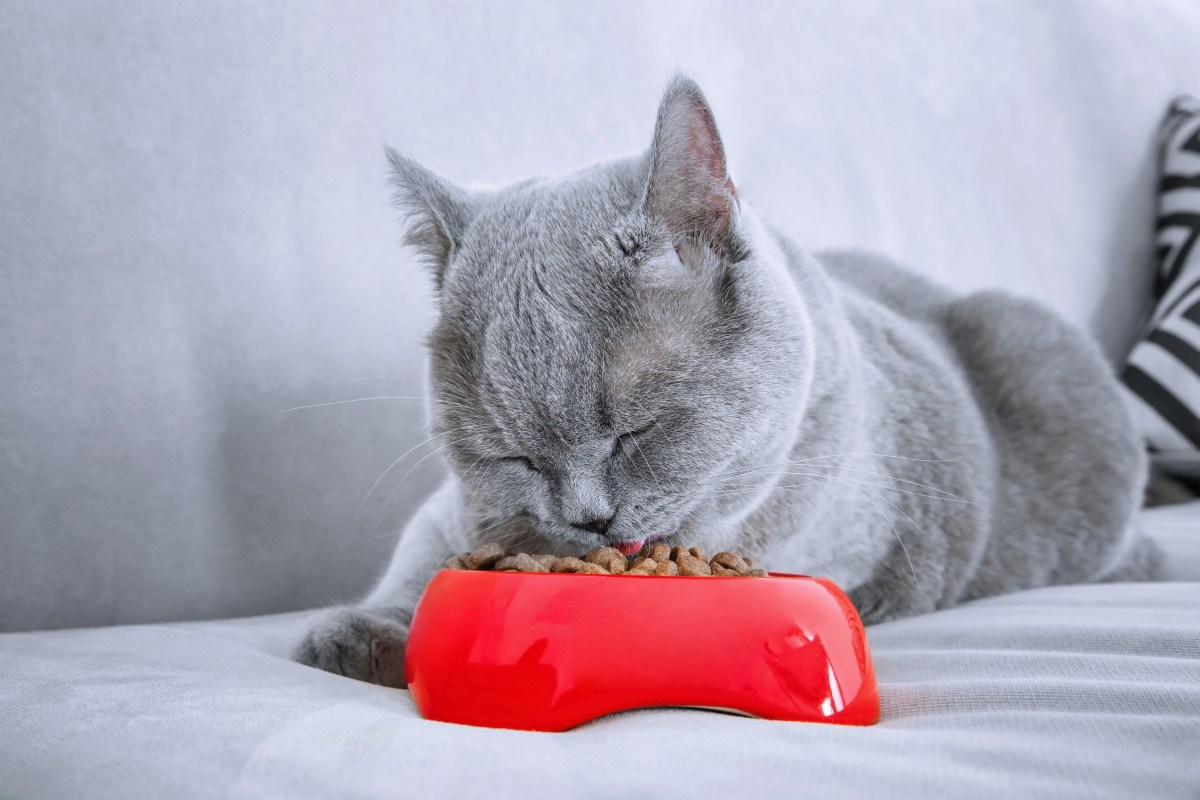 Felix Katze – Die 16 besten Produkte im Vergleich - HundeINFOPortal