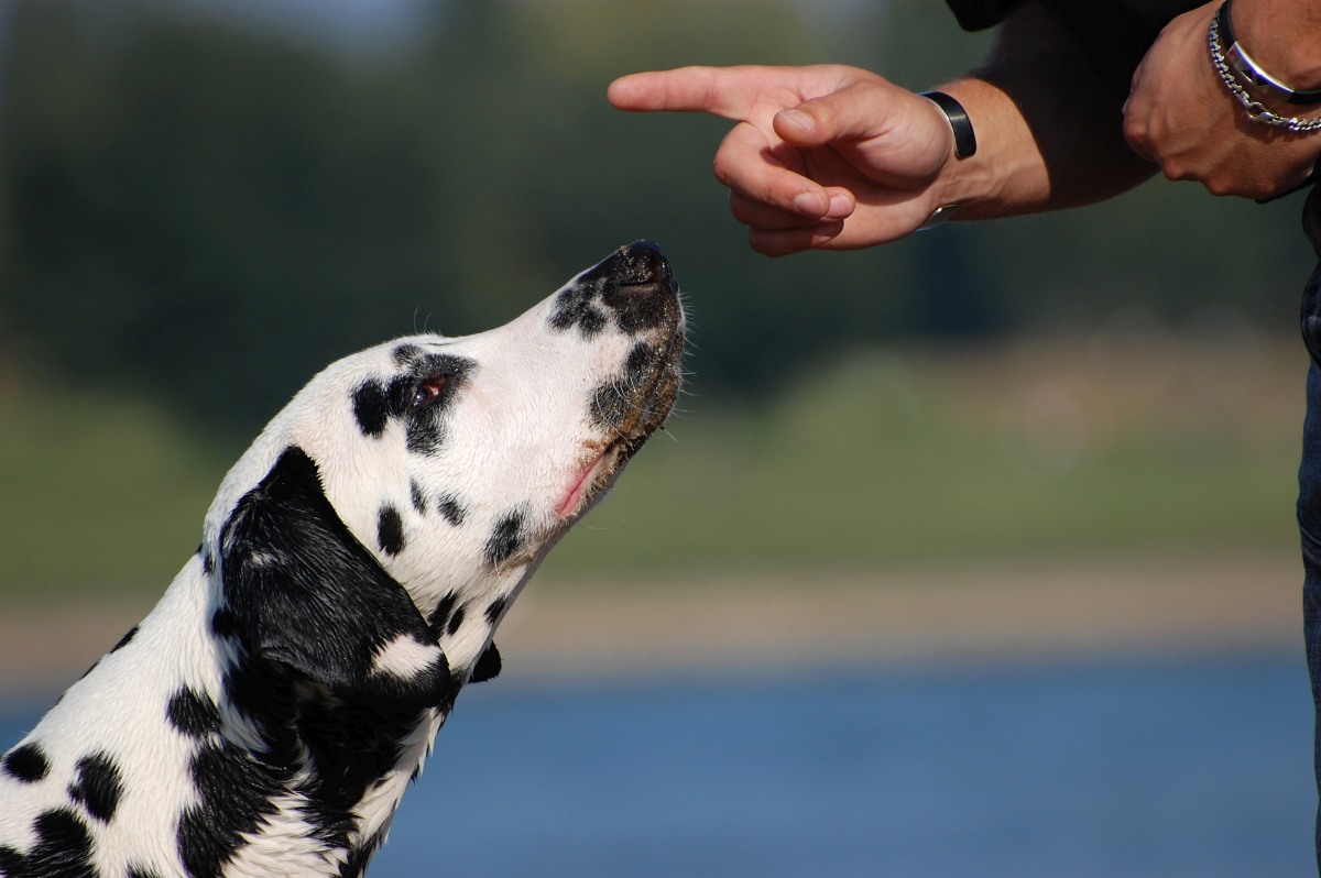 Eine nützliche Liste für die Handzeichen für Hunde! - HundeINFOPortal