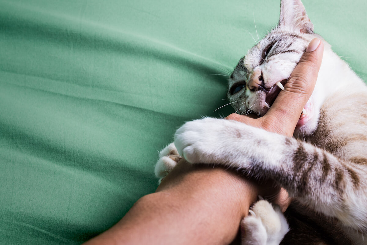 Katzen Maulkorb – Die 16 besten Produkte im Vergleich - HundeINFOPortal