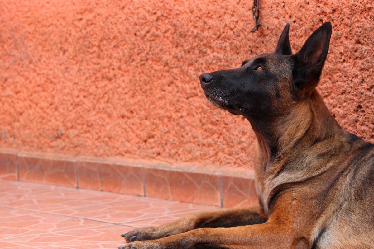 Belgische Schäferhunde-Arten und ihre Merkmale - HundeINFOPortal